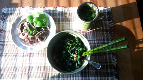 Foraged – Fern Glen Living